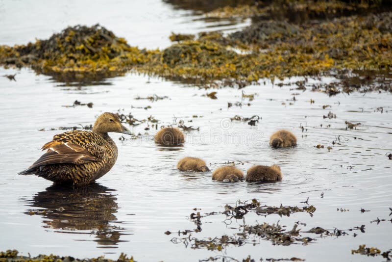 Common Eider stock image. Image of feather, swimming - 155641831