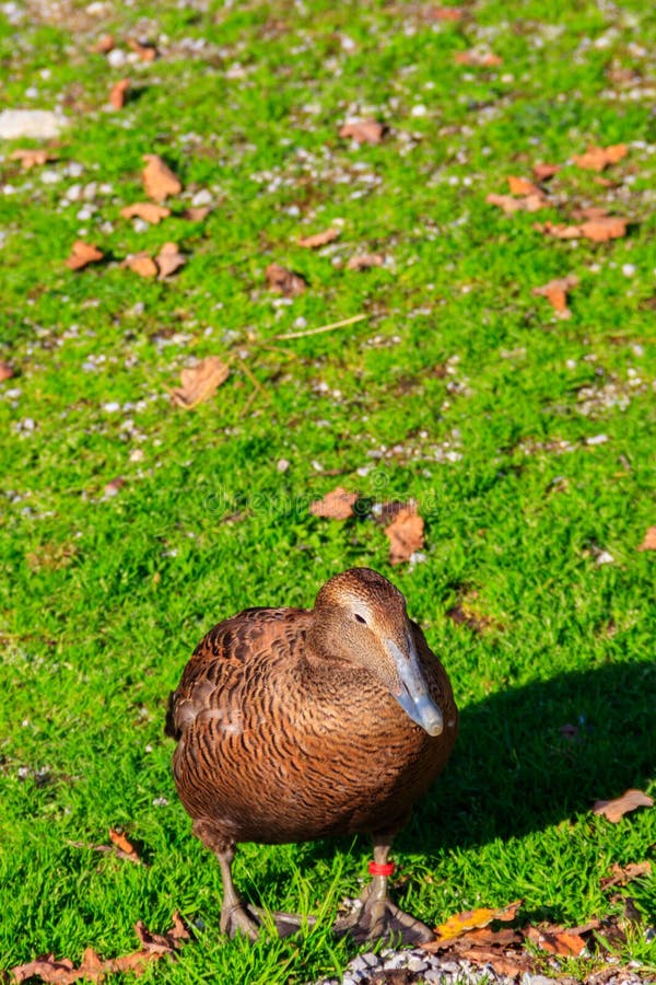 Common Eider (Somateria Mollissima), Also Called St. Cuthbert S Duck or ...