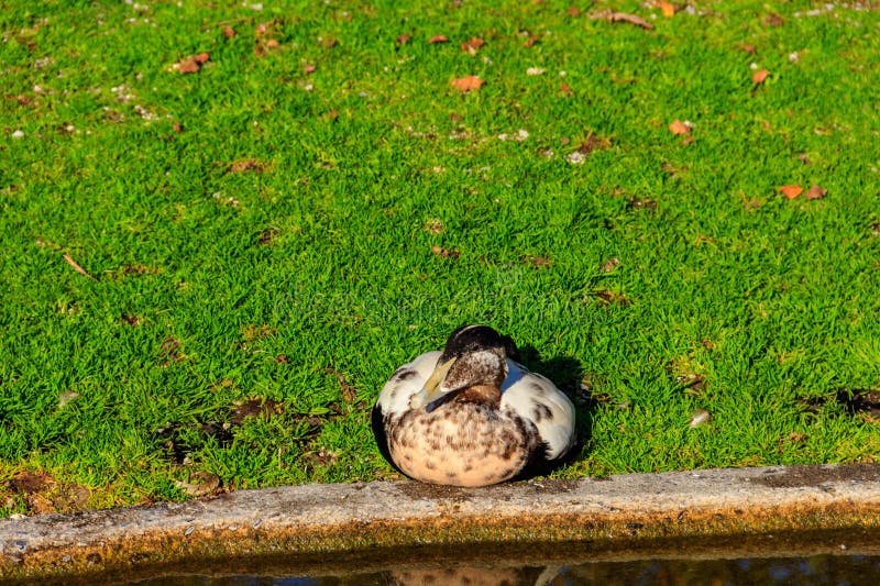 Common Eider (Somateria Mollissima), Also Called St. Cuthbert S Duck or ...