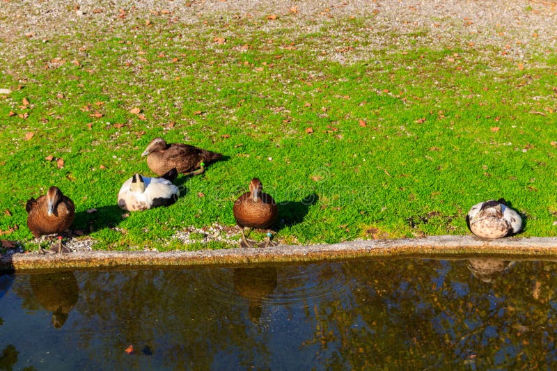 Common Eider (Somateria Mollissima), Also Called St. Cuthbert S Duck or ...