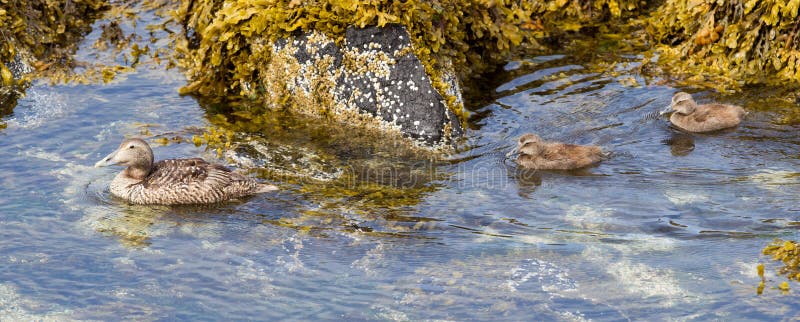 Common Eider with young stock photo. Image of female - 78537992