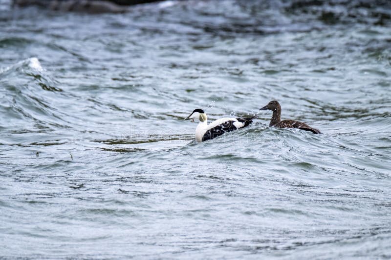 Common Eiders Family Training Their Ducklings on the Atlantic Ocean ...