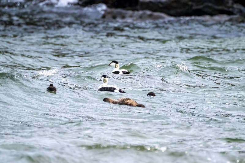 Common Eiders Family Training Their Ducklings on the Atlantic Ocean ...