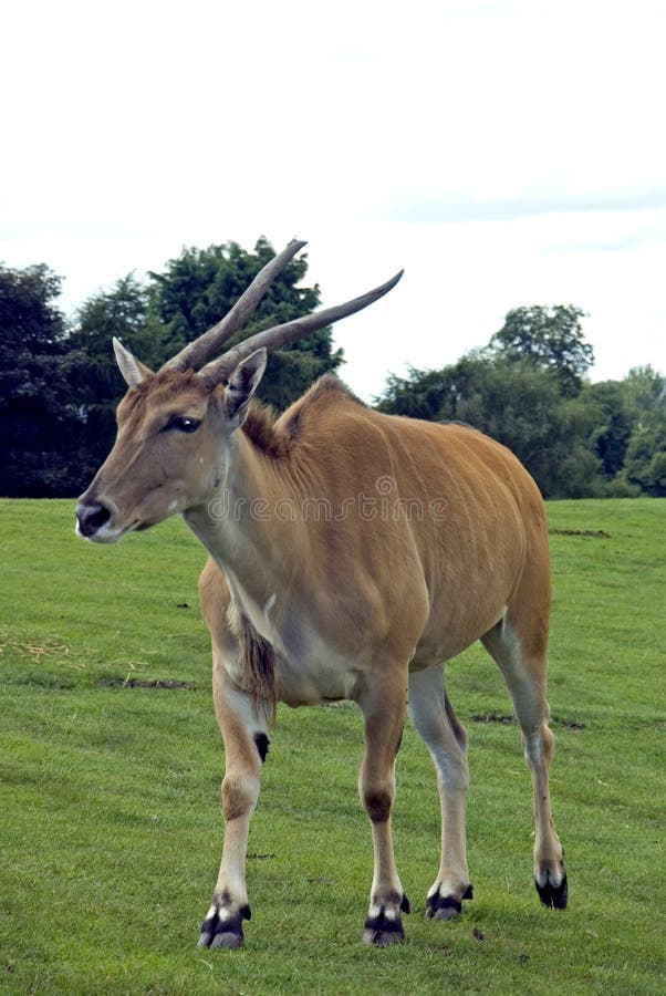 Common Eland stock image. Image of cows, hoof, animals - 10945875