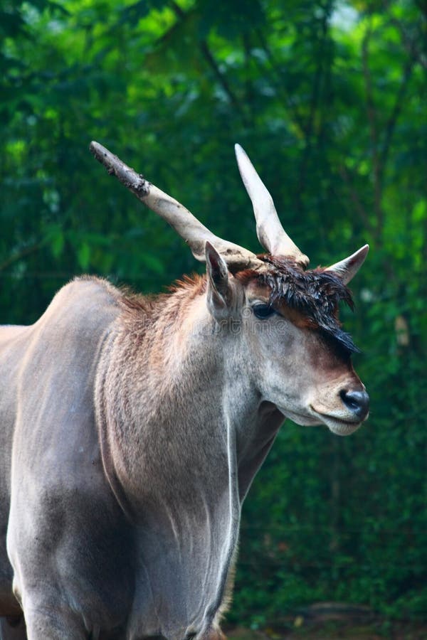 Common Eland Antelope stock photo. Image of national, nature - 9588068