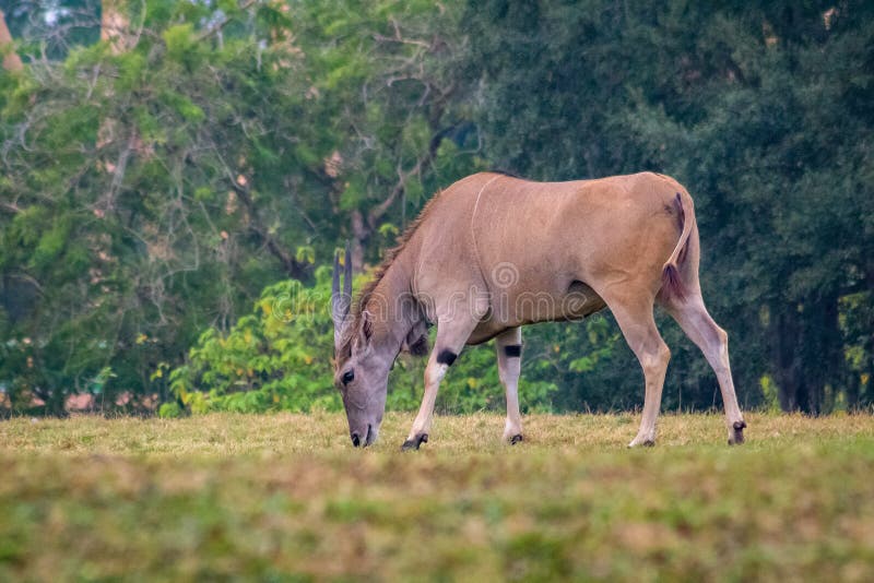 Common Eland Antelope Eating Grass on the Plain Stock Image - Image of ...