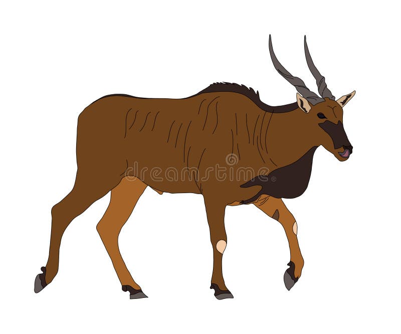 Eland Head Stock Illustrations – 20 Eland Head Stock Illustrations ...