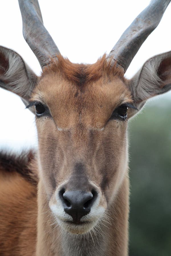 Common eland stock photo. Image of kenya, botswana, wildlife - 32403758