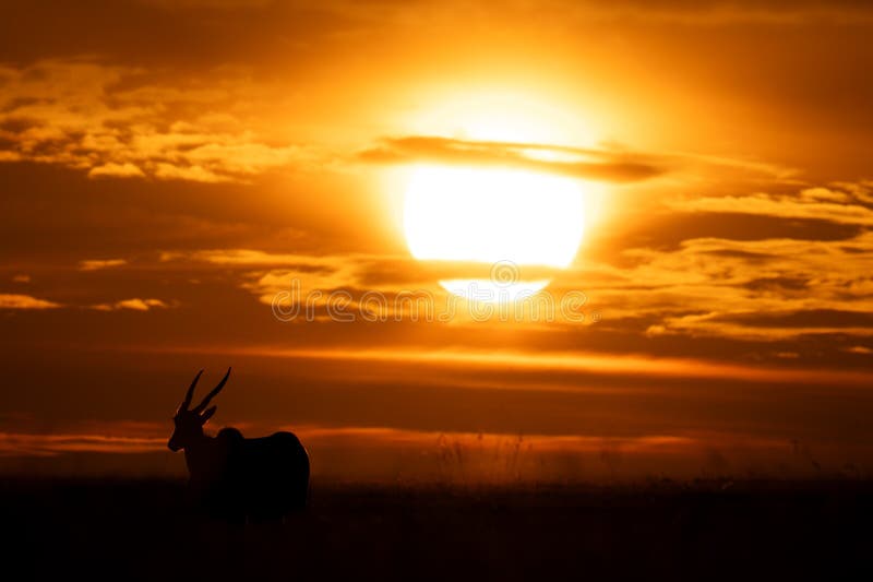 Common Eland Crosses Horizon As Sun Sets Stock Image - Image of ...
