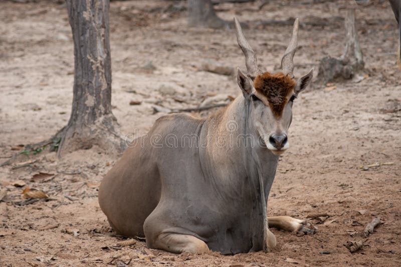 Common eland stock photo. Image of grass, africa, granby - 155299104