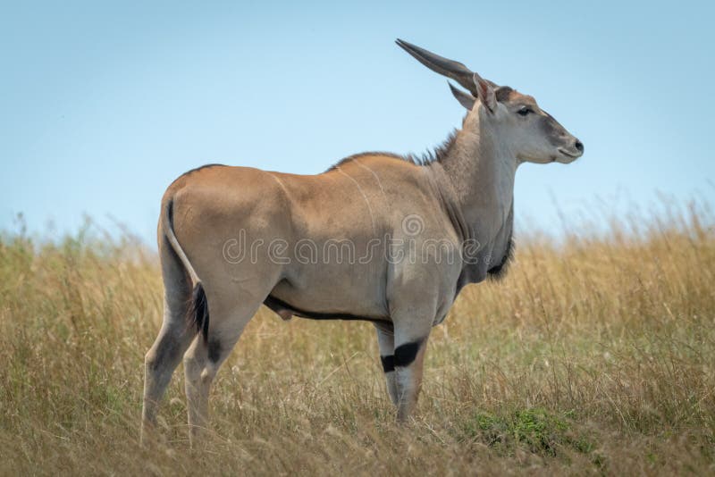 Common Eland Stands in Grass in Profile Stock Image - Image of stands ...