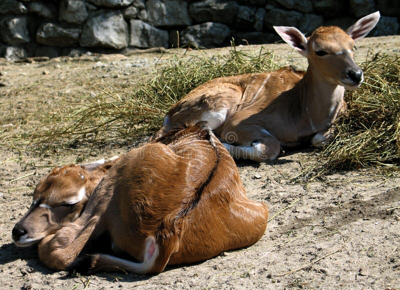 Common Eland (Taurotragus Oryx) Stock Photo - Image of tanzania ...