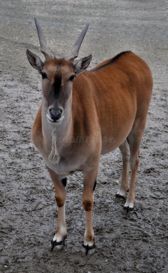 Common Eland (Taurotragus Oryx) Stock Image - Image of africa, antelope ...