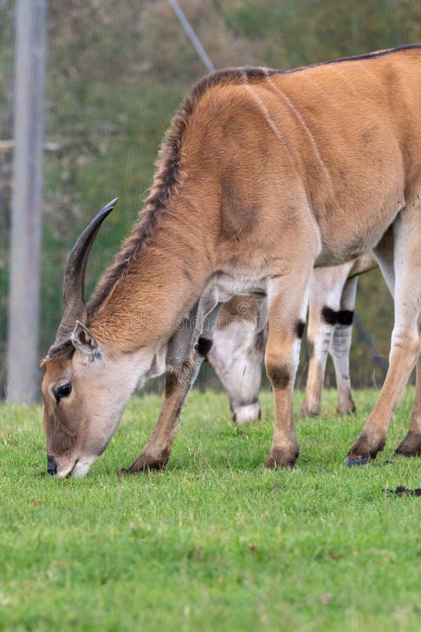 Common Eland Taurotragus Oryx Stock Image - Image of grass, taurotragus ...