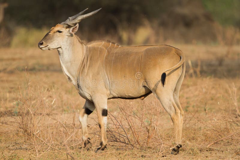 Common Eland, Spiral Horned Deer Stock Photo - Image of stripes ...