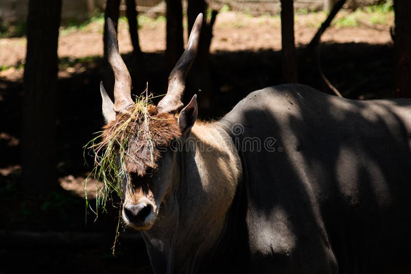 Eland stock photo. Image of bovidae, grass, horned, horn - 164040374