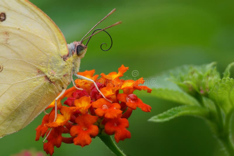 Common Emigrant Butterfly Closeup Shot Stock Image - Image of common ...