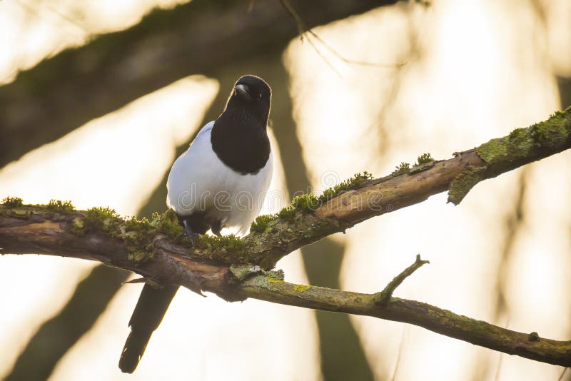Common Eurasian Magpie Bird, Pica Pica, Perched in a Forest Stock Photo ...