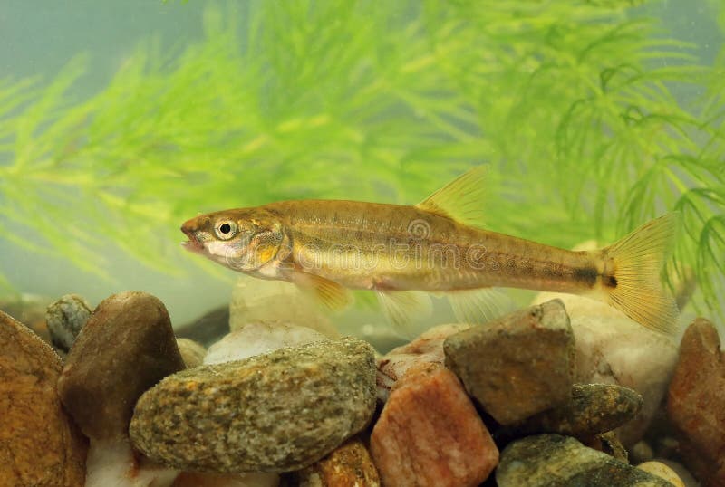 Common Eurasian Minnow Phoxinus Phoxinus Stock Image - Image of minnow ...