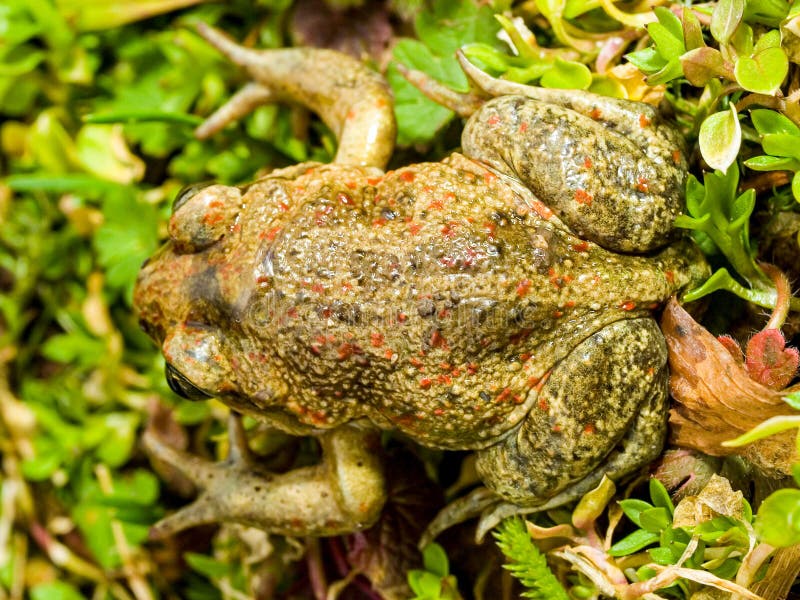 Common Eurasian Spadefoot Toad Stock Image - Image of amphibie, giant ...