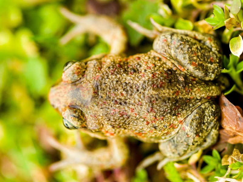 Common Eurasian Spadefoot Toad Stock Photo - Image of frog, rare: 202525270