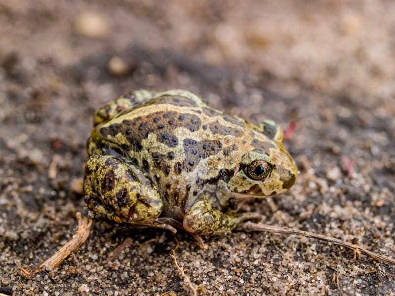 Common Eurasian Spadefoot Toad Stock Photo - Image of amphibium, giant ...