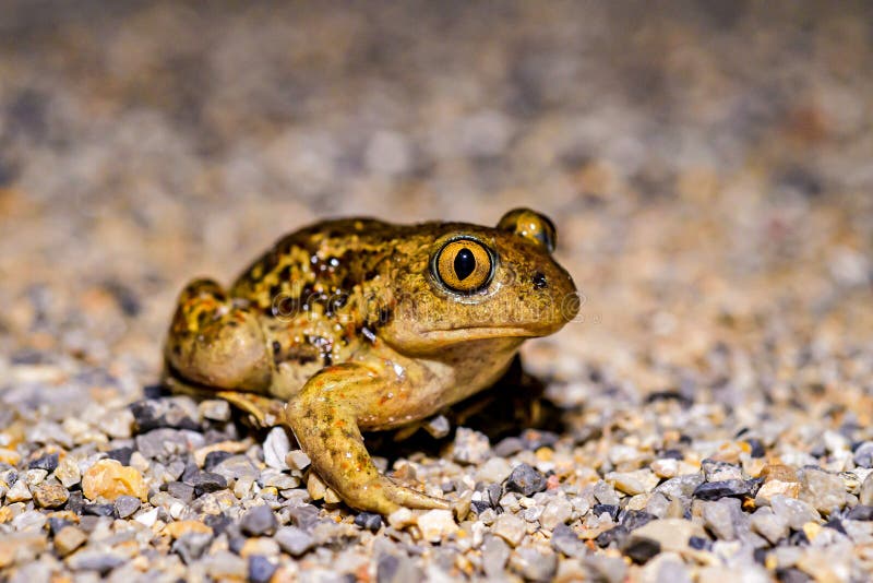 Common Eurasian Spadefoot Toad Stock Image - Image of closeup, lurch ...