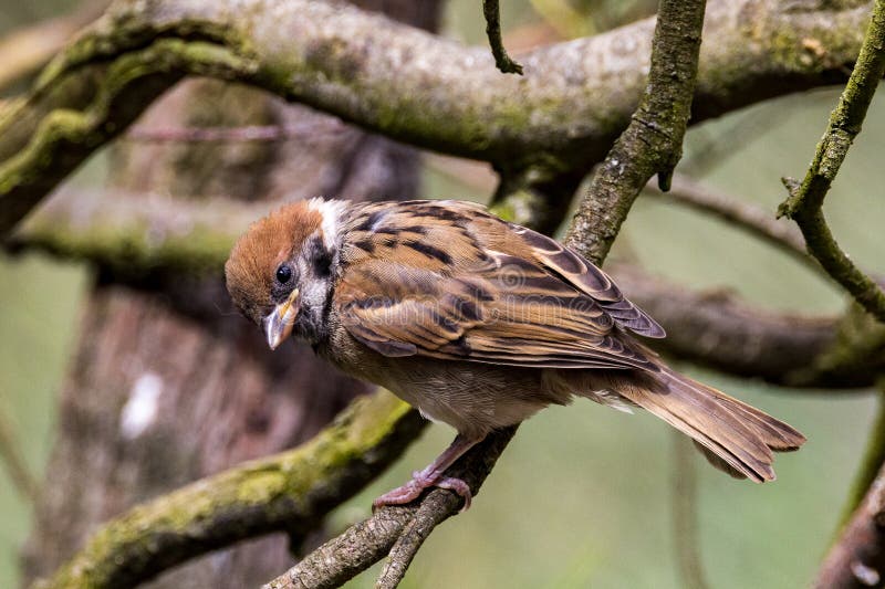 Tree Sparrow in Victoria, Australia Stock Image - Image of colourful ...