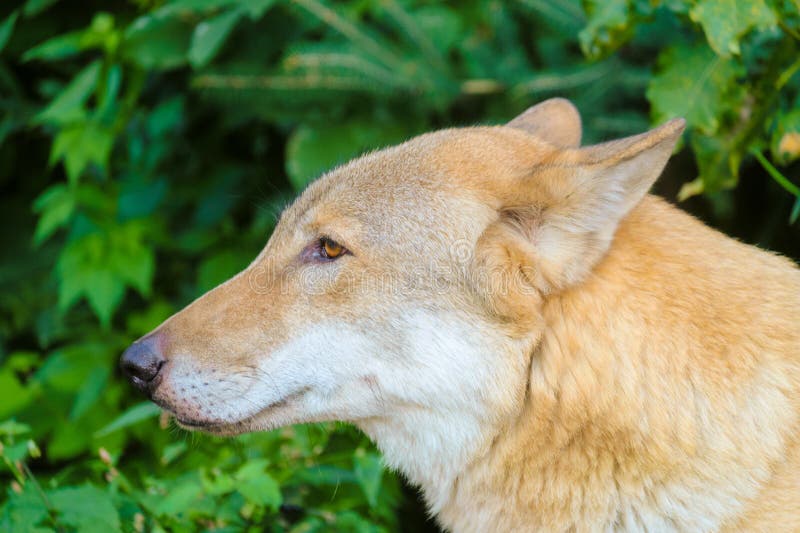 Common Eurasian Wolf Head. Side View Stock Photo - Image of gray, view ...