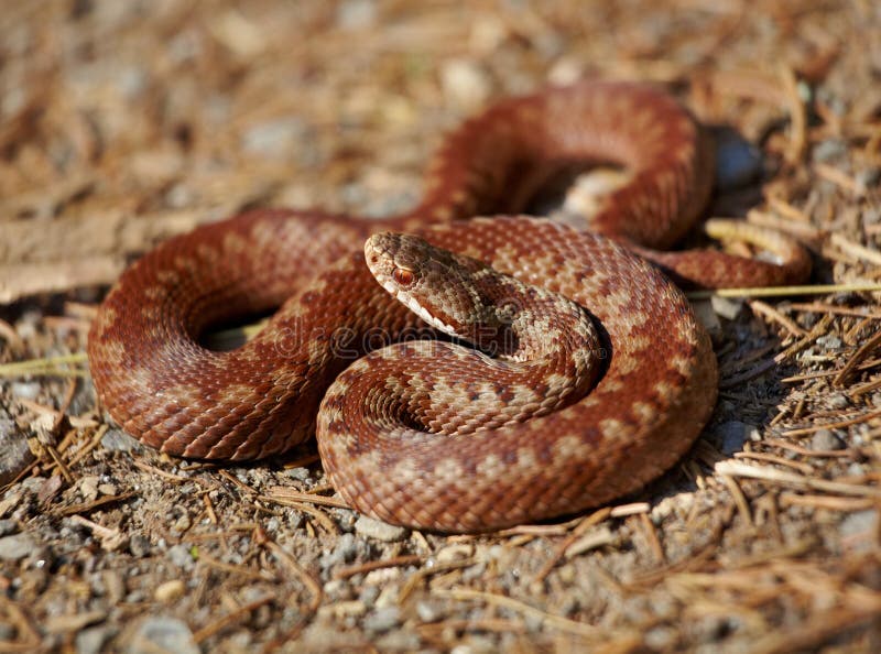 Common european adder stock photo. Image of dangerous - 22659096