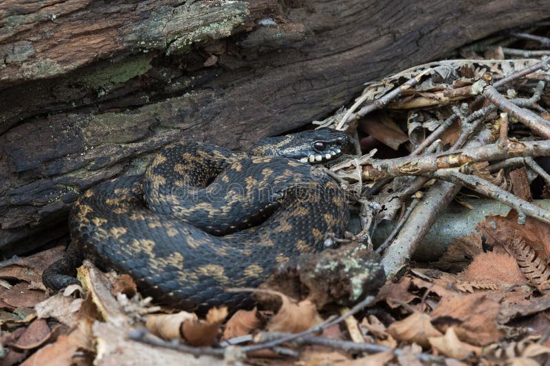Adder, Vipera berus stock photo. Image of patterned - 169491876