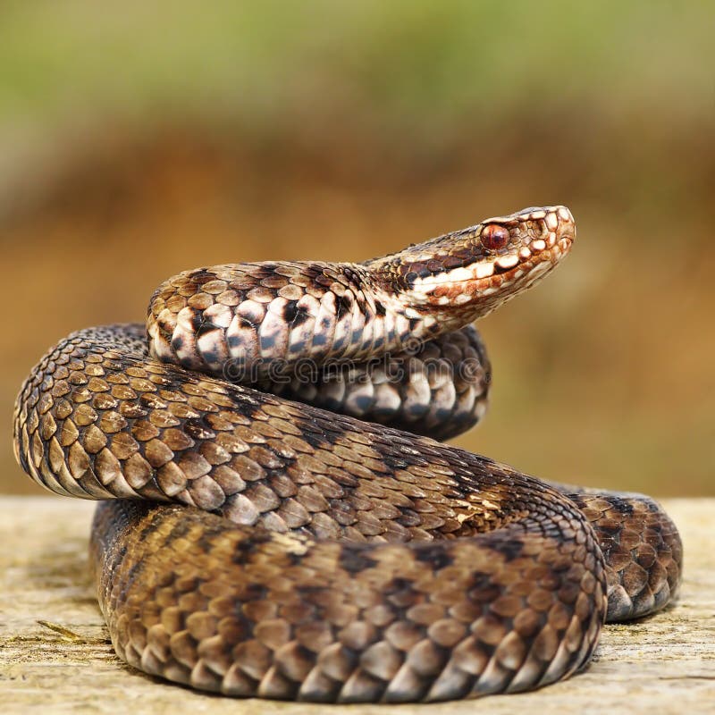 European Common Adder Ready To Strike Stock Photo - Image of cold ...