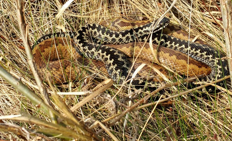Common European Adder stock image. Image of venom, viper - 19634779
