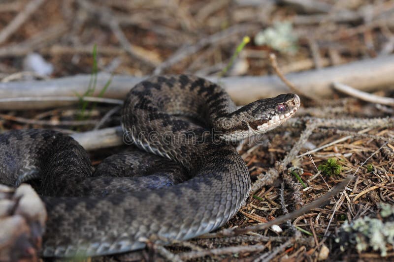 Common European adder stock image. Image of reptile, reserve - 88197389