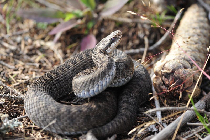Common European adder stock image. Image of reptile, reserve - 88197389