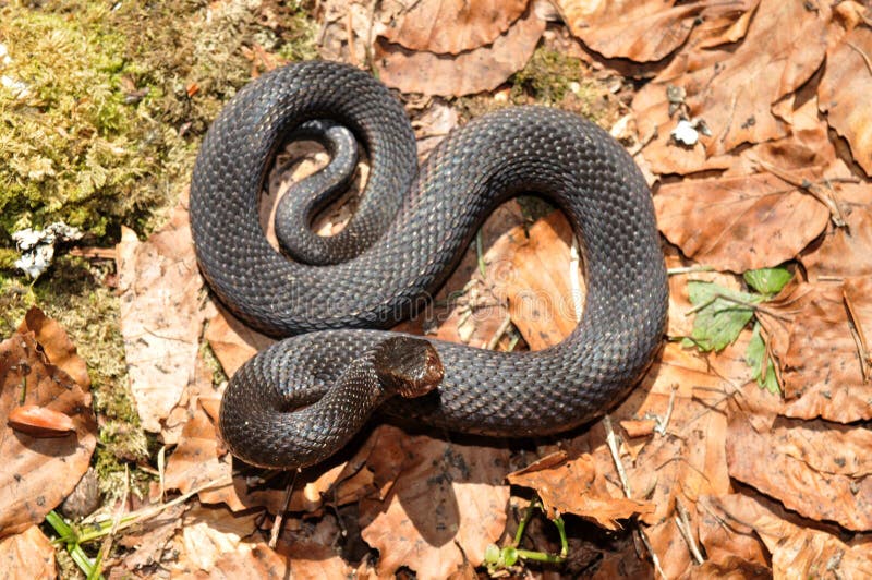 Common European adder stock image. Image of poison, european - 88197539