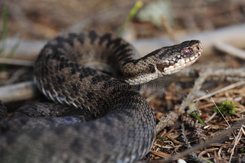 Common European adder stock image. Image of reptile, reserve - 88197389