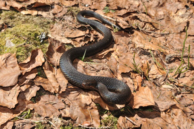 Common European adder stock photo. Image of berus, european - 88197776