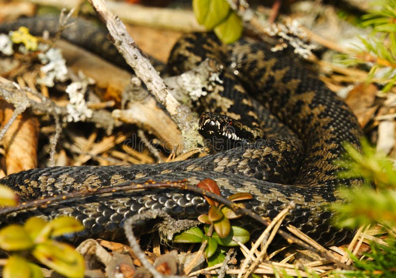 Common European Adder or Common European Viper (Vipera Berus) Basking ...