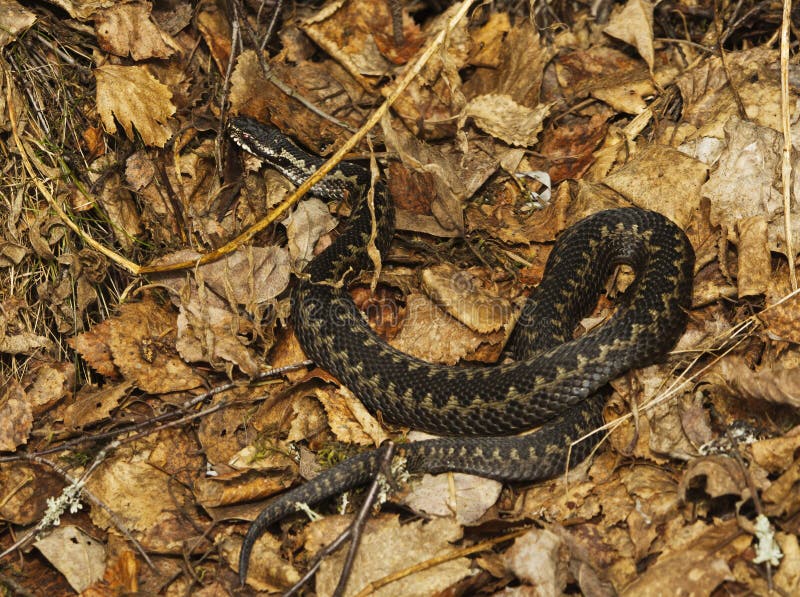 Common European Adder or Common European Viper (Vipera Berus) Basking ...