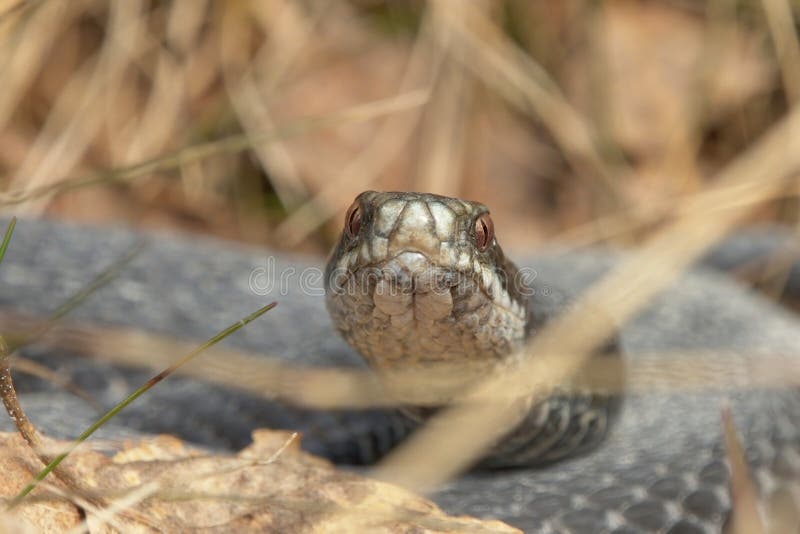 Common European Adder or Common European Viper Vipera Berus Closeup ...
