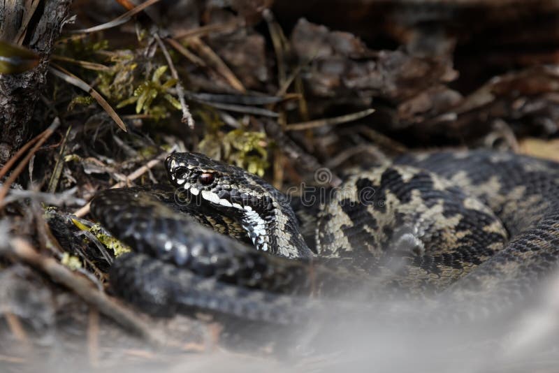 Common European Adder or Common European Viper (Vipera Berus) in the ...