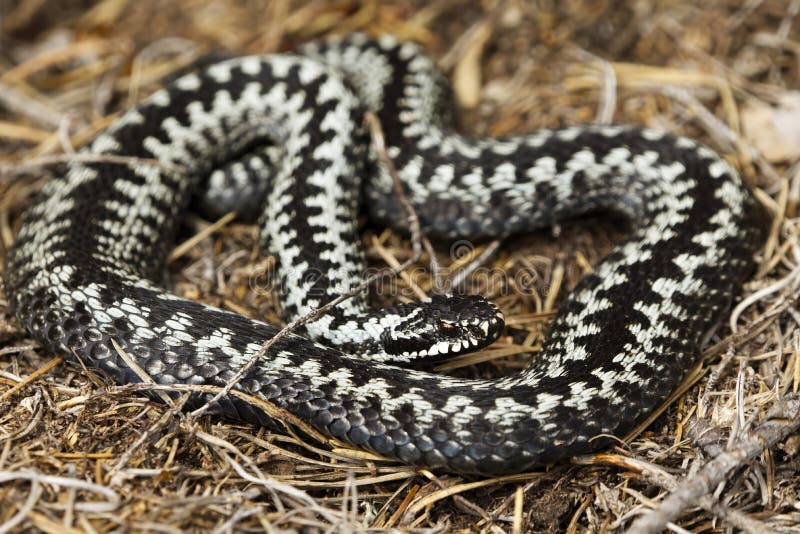 Common European Adder or Common European Viper (Vipera Berus) Male ...