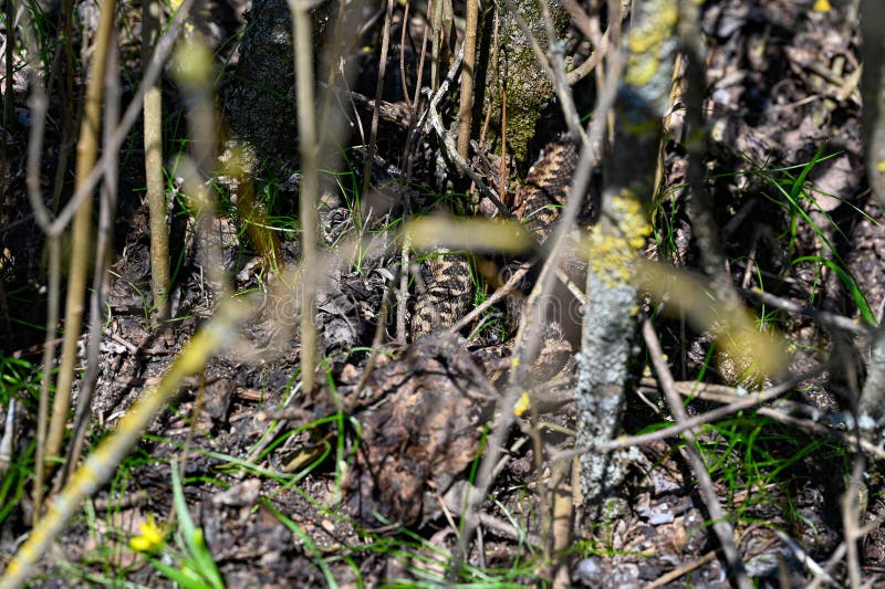 Common European Adder Viper with Zigzag Pattern Stock Image - Image of ...