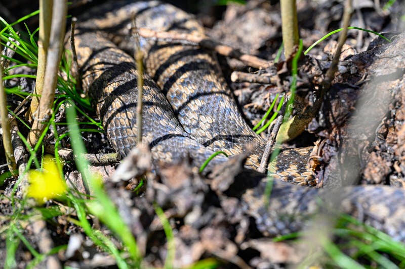 Common European Adder Viper with Zigzag Pattern Stock Image - Image of ...