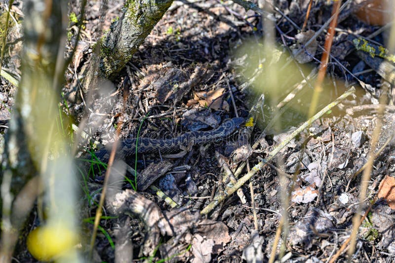 Common European Adder Viper with Zigzag Pattern Stock Photo - Image of ...