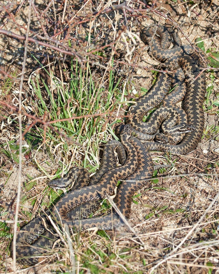 Common European Adder (vipera Berus) Stock Image - Image of snake ...