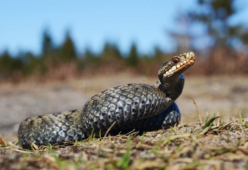 Common European Adder Vipera Berus Ready To Attack Stock Image - Image ...