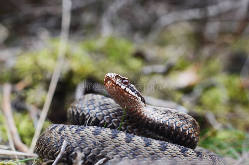 Common European Adder Vipera Berus Ready To Attack Stock Image - Image ...