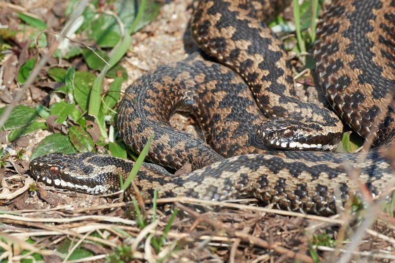 Common European Adder (vipera Berus) Stock Image - Image of brown ...